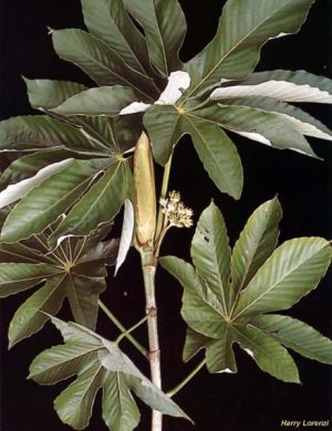 Pourouma cecropiifolia - Alchetron, The Free Social Encyclopedia